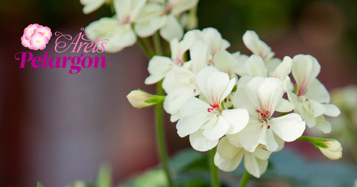 History of the geranium